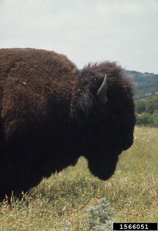 American bison (Bison bison Linnaeus)