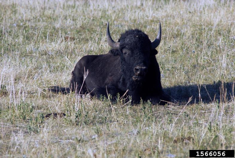 American bison (Bison bison)