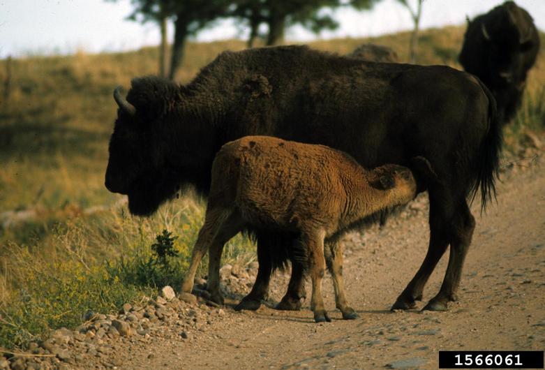 American bison (Bison bison Linnaeus)