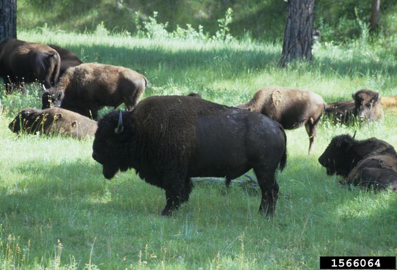 American bison (Bison bison)