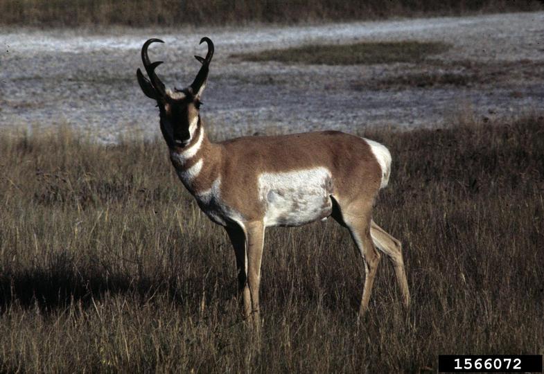 pronghorn antelope, Antilocapra americana (Artiodactyla: Antilocapridae ...