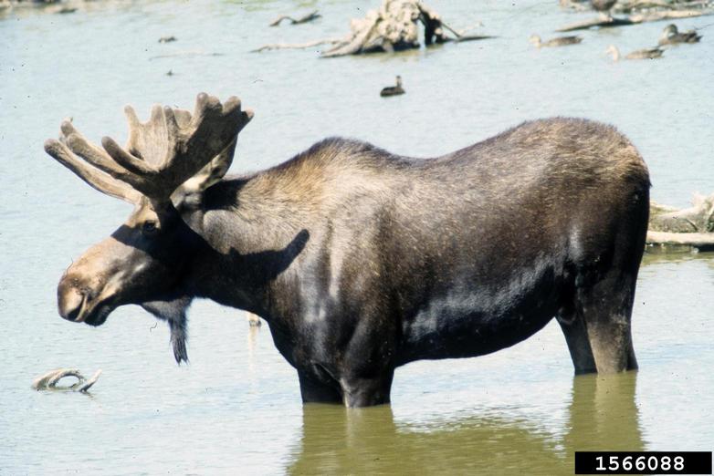 moose (Alces alces)