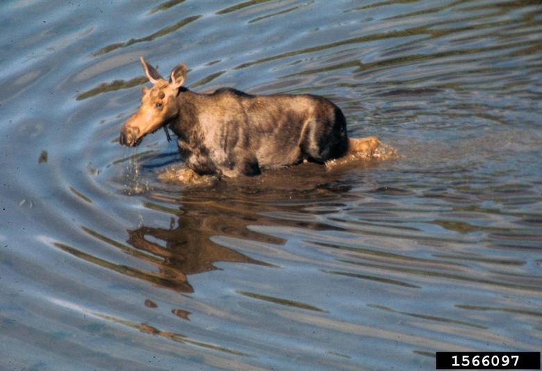 moose (Alces alces)