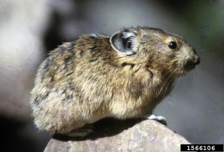 American pika, Ochotona princeps (Lagomorpha: Ochotonidae) - 1566106