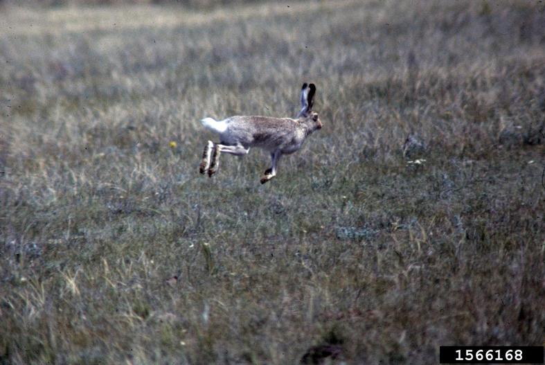 white-tailed jack rabbit (Lepus townsendii Bachman, 1839)