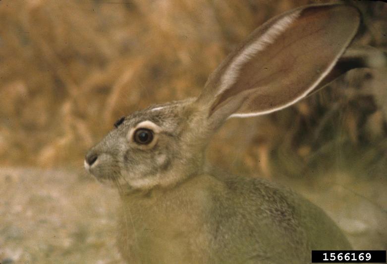 black-tailed jack rabbit (Lepus californicus)