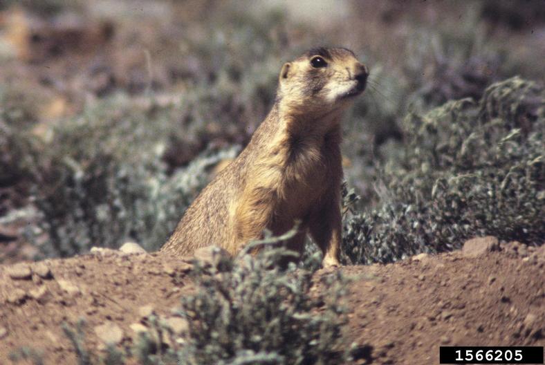 Utah praire dog (Cynomys parvidens J. A. Allen, 1905)