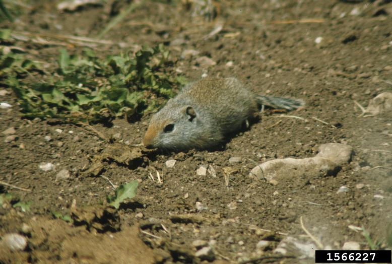 Columbian ground squirrel (Urocitellus columbianus (Ord, 1815))
