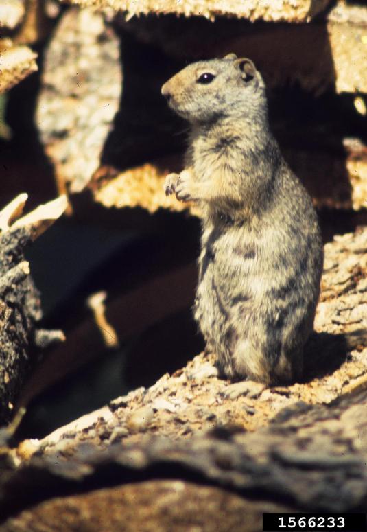 Uinta ground squirrel (Urocitellus armatus)