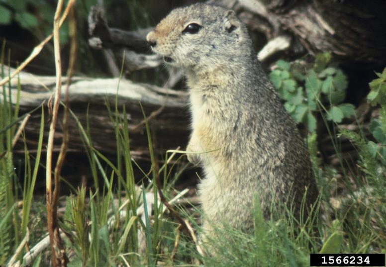 Uinta ground squirrel (Urocitellus armatus)