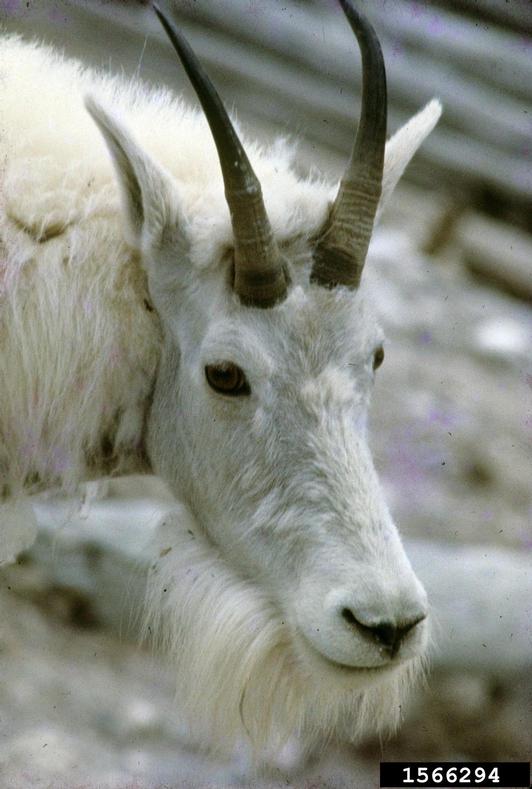 mountain goat (Oreamnos americanus)
