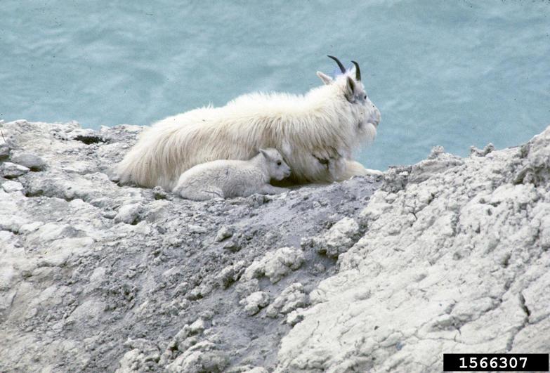 mountain goat (Oreamnos americanus)