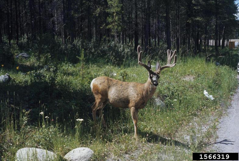 white-tailed deer (Odocoileus virginianus)