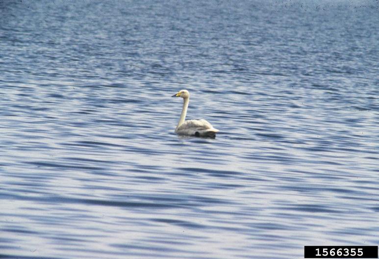 whooper swan (Cygnus cygnus (Linnaeus, 1758))