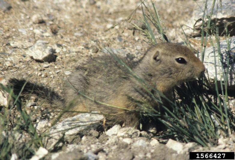Arctic ground squirrel (Urocitellus parryii (Richardson, 1825))