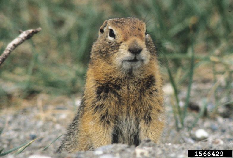 Arctic ground squirrel (Urocitellus parryii)