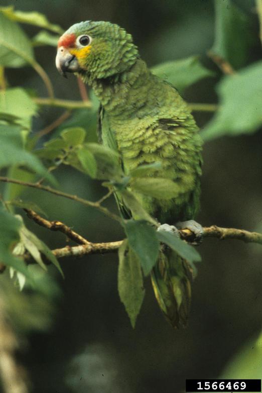 red-lored parrot (Amazona autumnalis (Linnaeus, 1758))