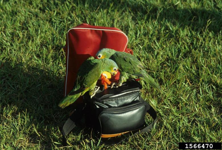red-lored parrot (Amazona autumnalis (Linnaeus, 1758))