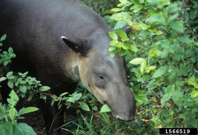 South American tapir (Tapirus terrestris (Linnaeus, 1758))