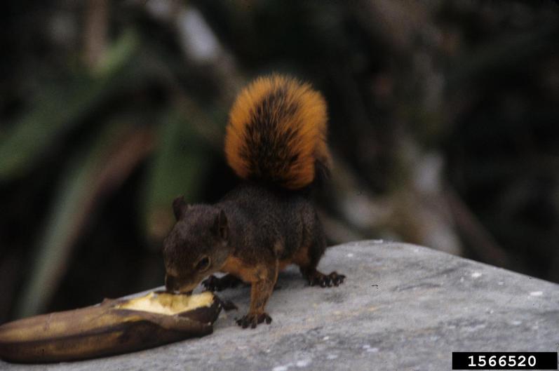 red-tailed squirrel (Sciurus granatensis Humboldt, 1811)