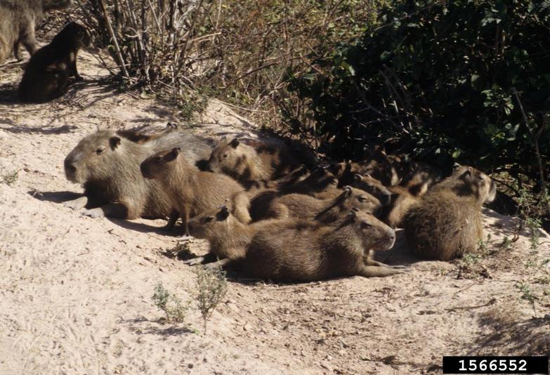 capybara (Genus Hydrochoerus)