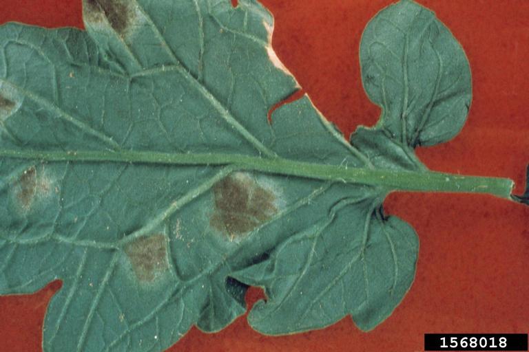Tomato Leaf Mould (Fulvia fulva (Cooke) Cif.)