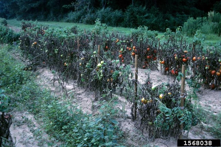 early blight (Alternaria solani)