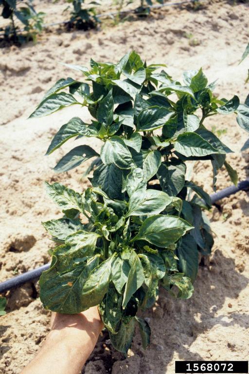 tomato spotted wilt virus (TSWV) (Tospovirus Tomato spotted wilt virus)