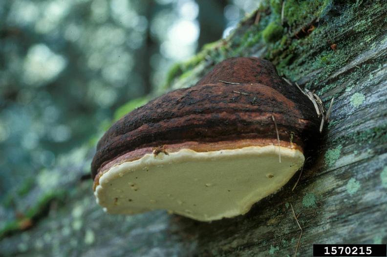 red-belted fungus (Fomitopsis pinicola (Sw.) P. Karst.)