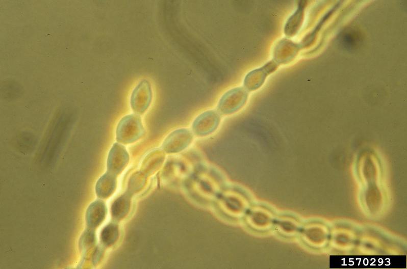 brown rot (Monilinia fructicola (G. Wint.) Honey)