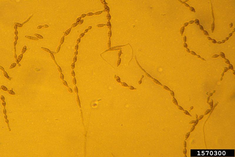 brown spot (Alternaria alternata (Fr.) Keissl.)