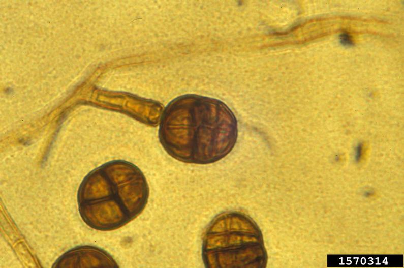 leaf spot (Stemphylium sarciniforme (Cavara) Wiltshire)