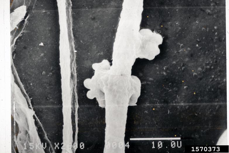 powdery mildew (Genus Oidium)