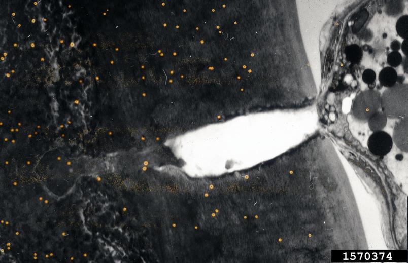 powdery mildew (Genus Oidium)