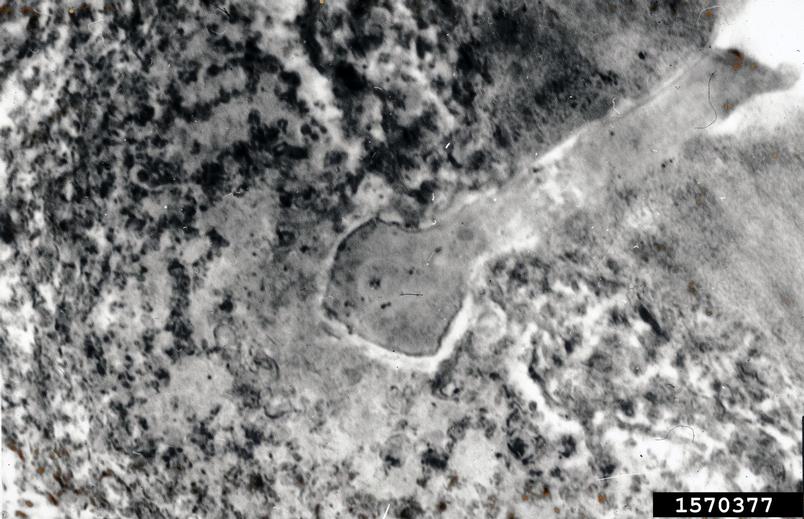 powdery mildew (Genus Oidium)