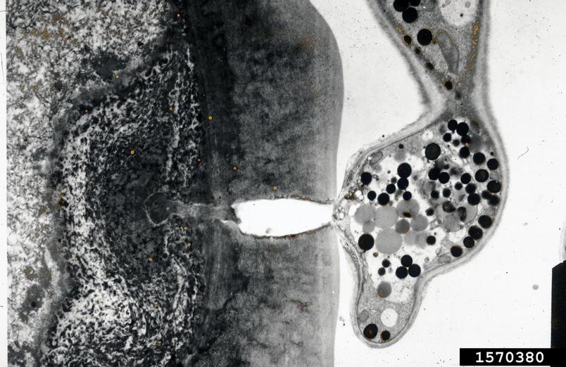 powdery mildew (Genus Oidium Link)