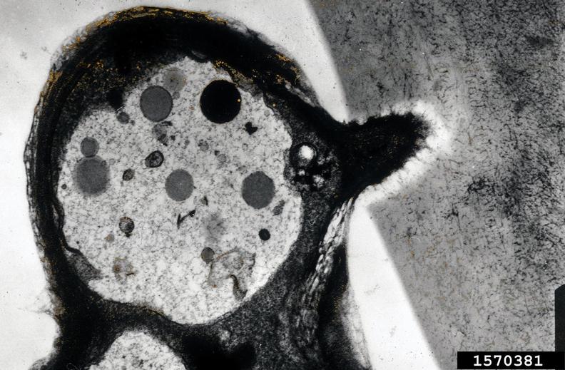 powdery mildew (Genus Oidium Link)