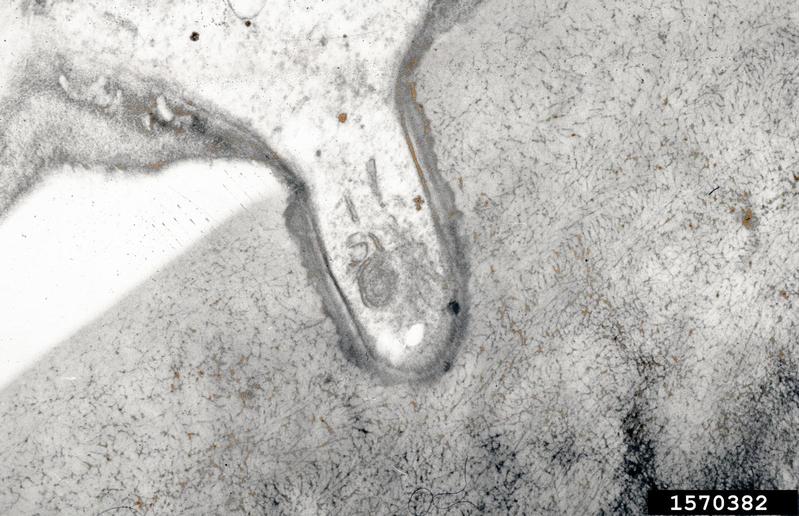 powdery mildew (Genus Oidium)