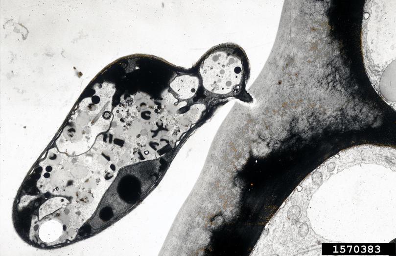 powdery mildew (Genus Oidium)