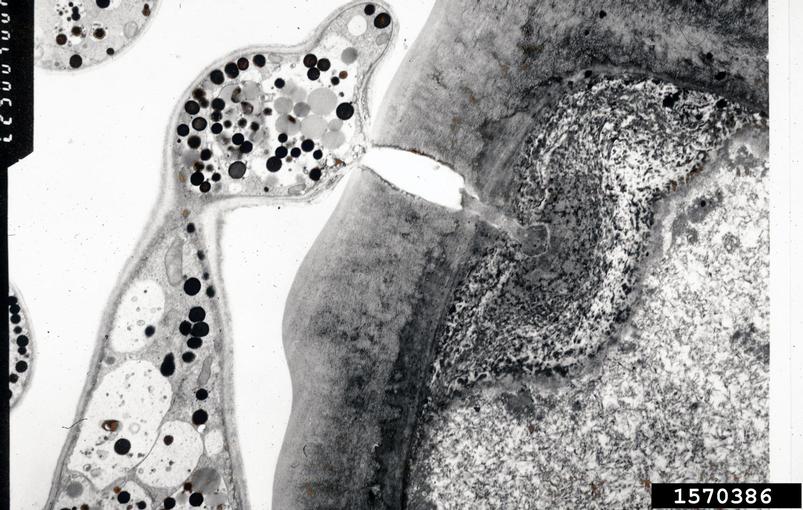 powdery mildew (Genus Oidium)