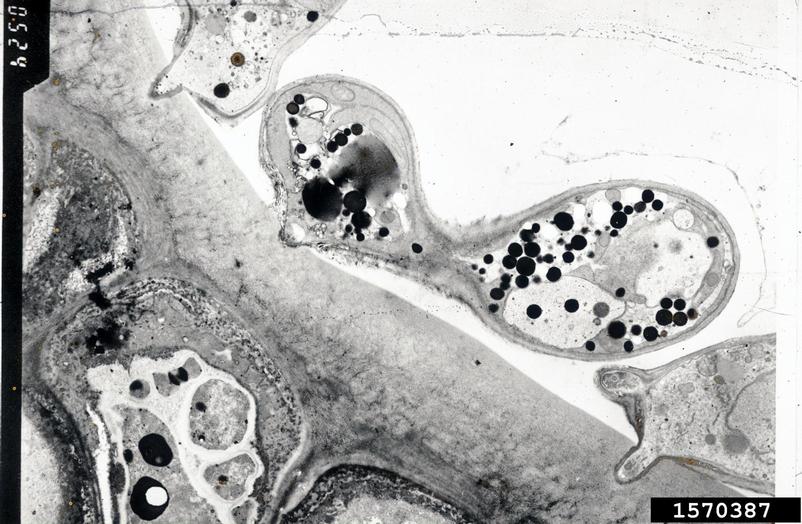 powdery mildew (Genus Oidium)