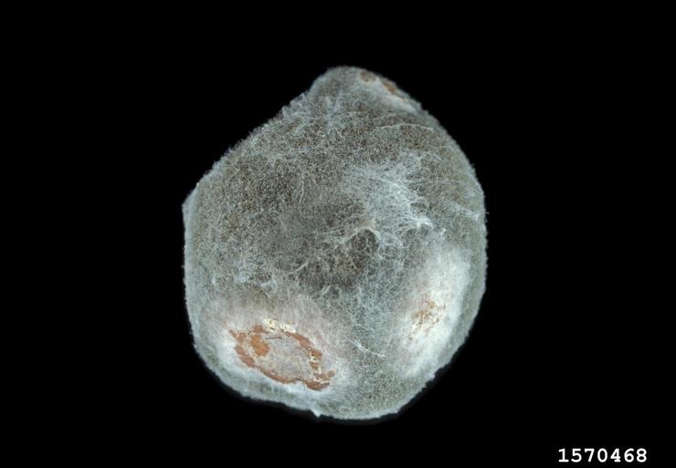 gray mold (Botrytis cinerea Pers.:Fr)