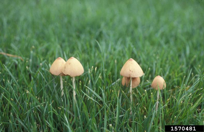 conecaps (Genus Conocybe)