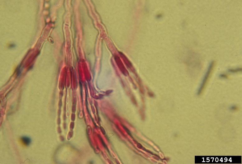 whisker mold, Penicillium ulaiense (Eurotiales: Trichocomaceae) - 1570494