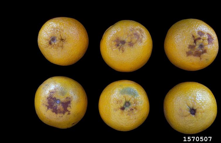 abiotic stresses (general) on orange (Citrus x sinensis ) - 1570507