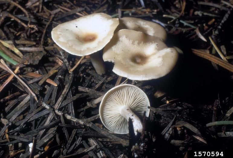 Clitocybe root diseases (Genus Clitocybe)