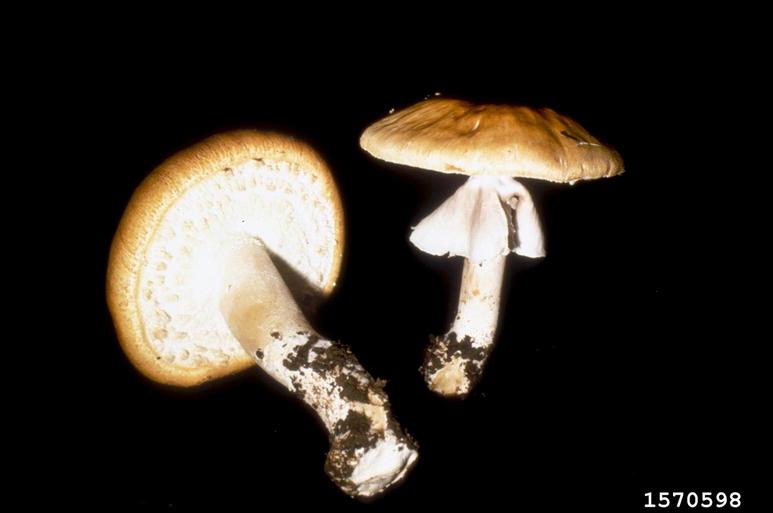 the prince mushroom (Agaricus augustus Fr.)