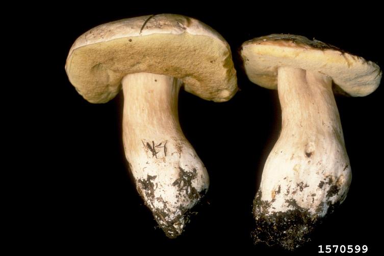 Boletus mushroom (Genus Boletus Fr.)