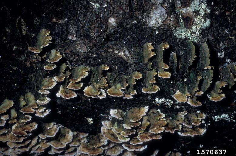wood decay (Genus Stereum Pers.)