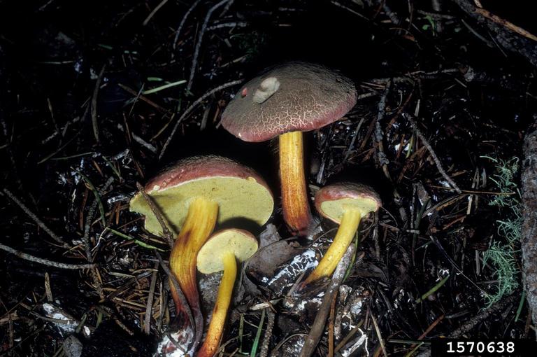 Boletus mushroom (Genus Boletus Fr.)
